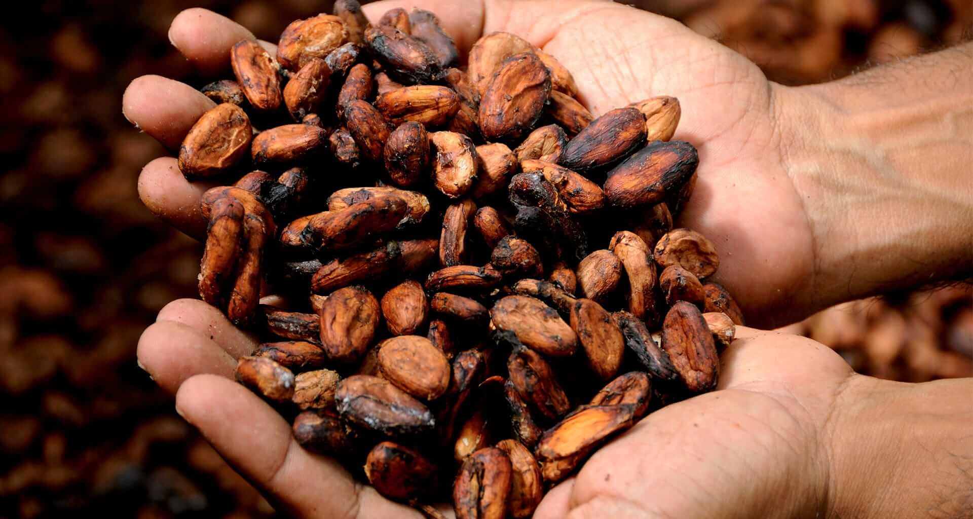 How extreme weather is driving cocoa prices and reshaping the chocolate ...